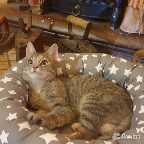 Киска Анфиска