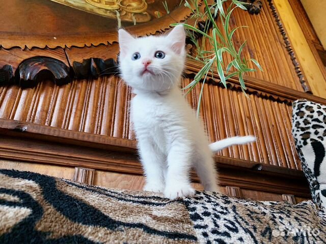 Белоснежный котенок (мальчик ) ищет семью