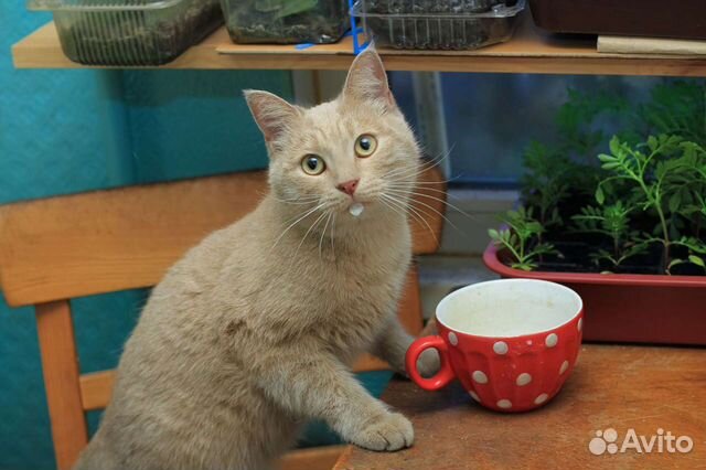 Кот Томас 1.5 года