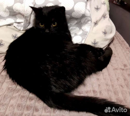 Кошка Ночка ищет дом