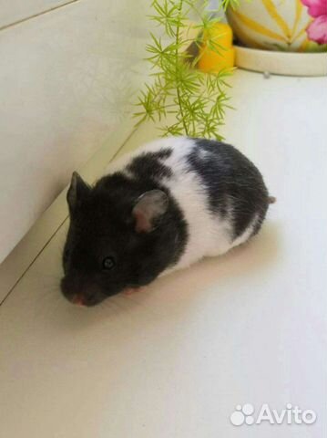 Хомячки сирийские