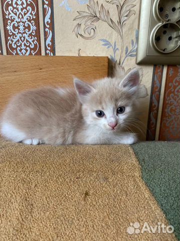 Персиковый котенок 1,5 месяца