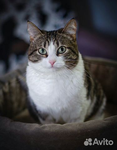 Филипп - шикарный кот