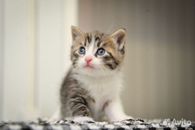 Крохотный котенок