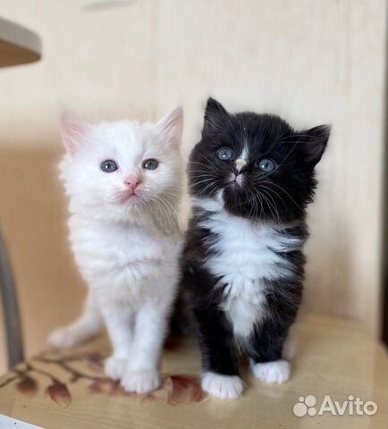 Белый котенок и черно-белый в добрые руки