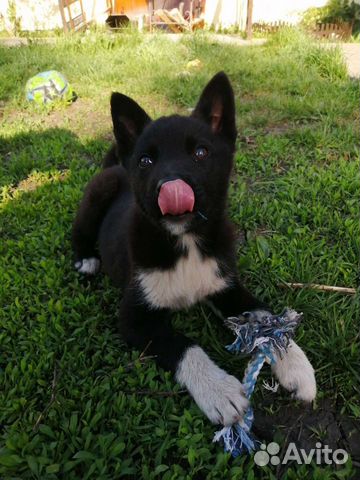 Щенок помесь русско-европейская лайка