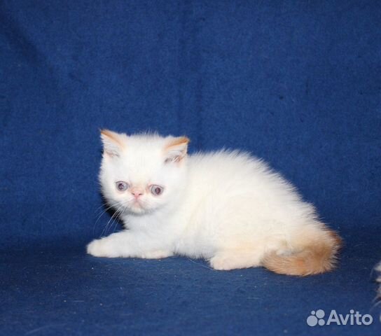 Экзотическая гималайская с голубыми глазками