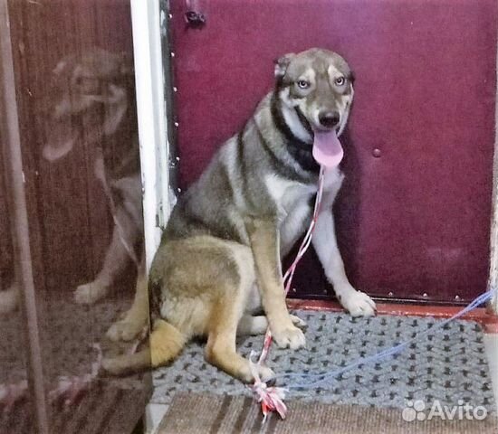 Найдена собака хаска