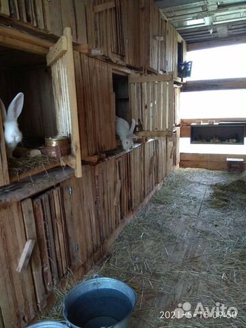 Кролики великаны