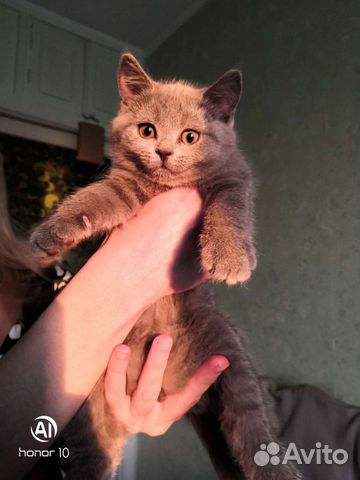 Британская