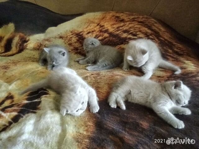 Шотландские котята