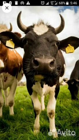Коровы дойные