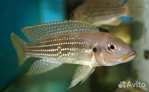 Перламутровый лампрологус