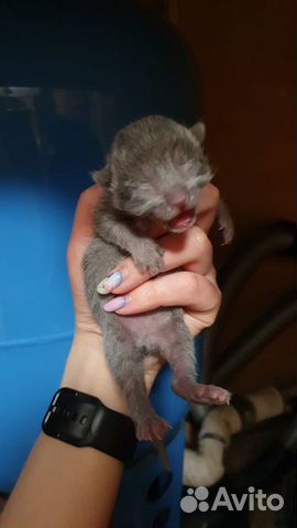 Котята в добрые руки бесплатно