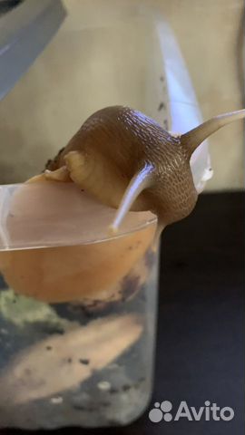 Улитки ахатины