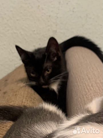 Котенок мальчик