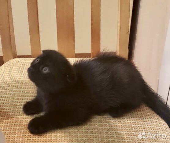 Продам котёнка в хорошие руки