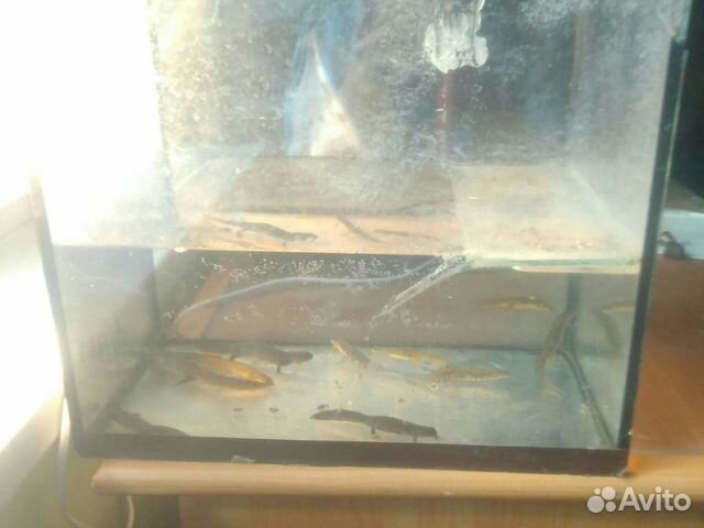 Тритоны с аквариумом