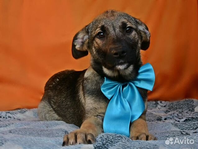 Щенок (девочка, 3.5 месяца) в дар