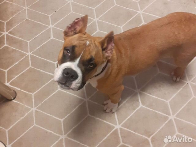 Стафарширский терьер