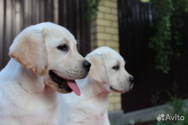 Лабро-детки