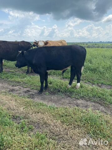 Бычки, коровы