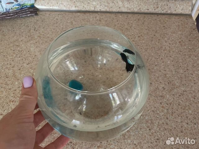 Рыбка петушок вместе с маленьким аквариумом