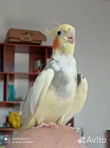 Пара корелл. М+Ж (ручные)