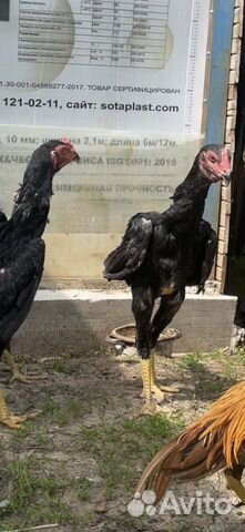 Тайвань декабрьские