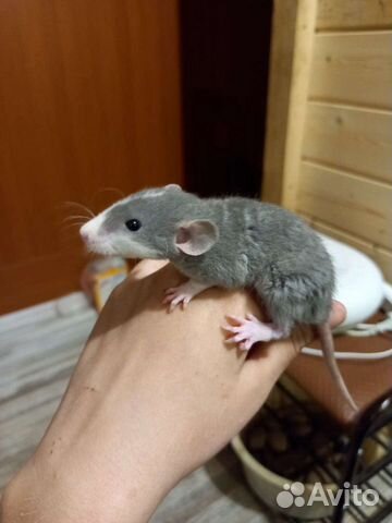 Крыса дамбо