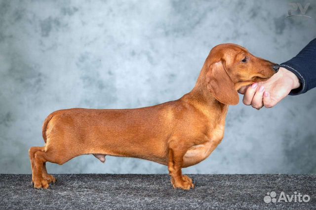 Карликовая такса