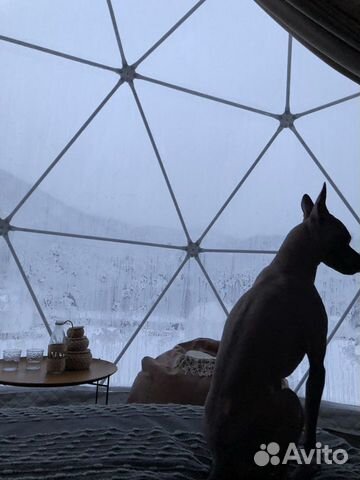 Вязка ксолоитцкуинтли(мексиканская голая)