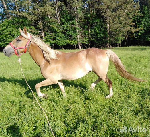 Лошадь кобыла