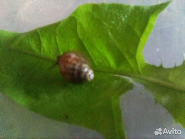 Бесплатно Улитка ахатина пантера, малыши