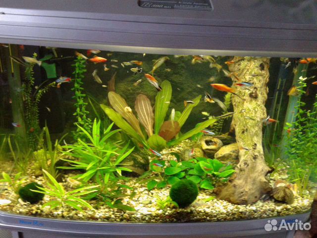 Аквариумные рыбки гуппи