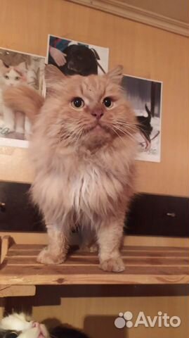 Альберт. Диванный кот в добрые руки