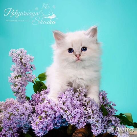 Невская маскарадная малышка