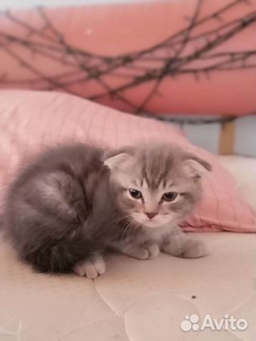 Шотландские вислоухие котята