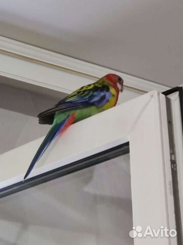 Попугай розелла пестрая