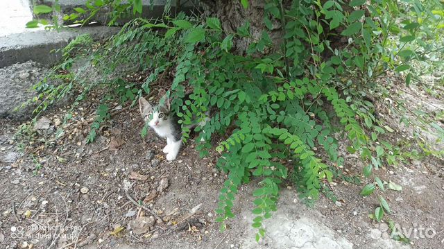 Котëнок ищет дом