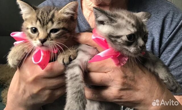 Отдам котенка в добрые руки