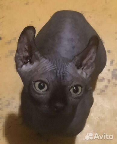 Канадский сфинкс эльф