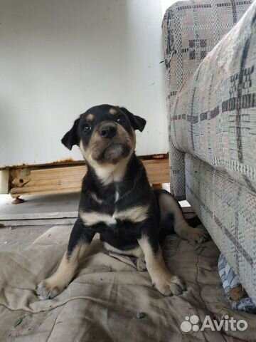 Щенок в добрые руки