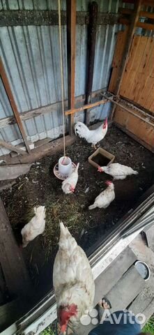 Инкубационное яйцо леггорна белого стандарт