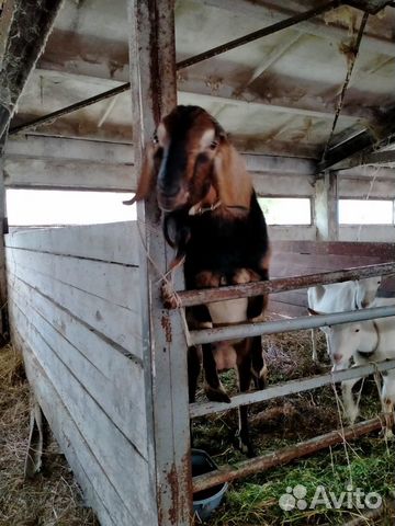 Козел нубийский