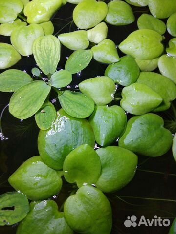 Пистия телорезовидная, лимнобиум губчатый