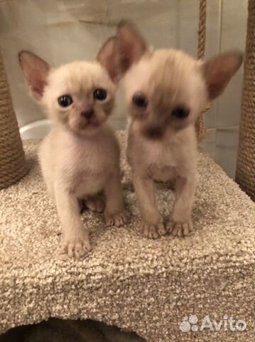 Котята бурмы