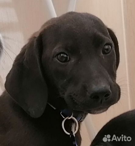 Щенок, фенотип курцхаара