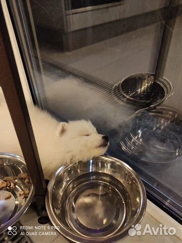 Отдам в добрые и знающие руки