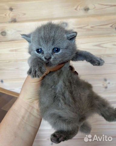 Шотландский котенок